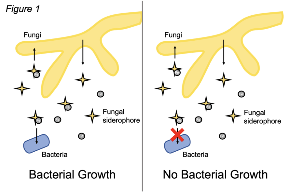 Microbes in cheese – competition or cooperation.