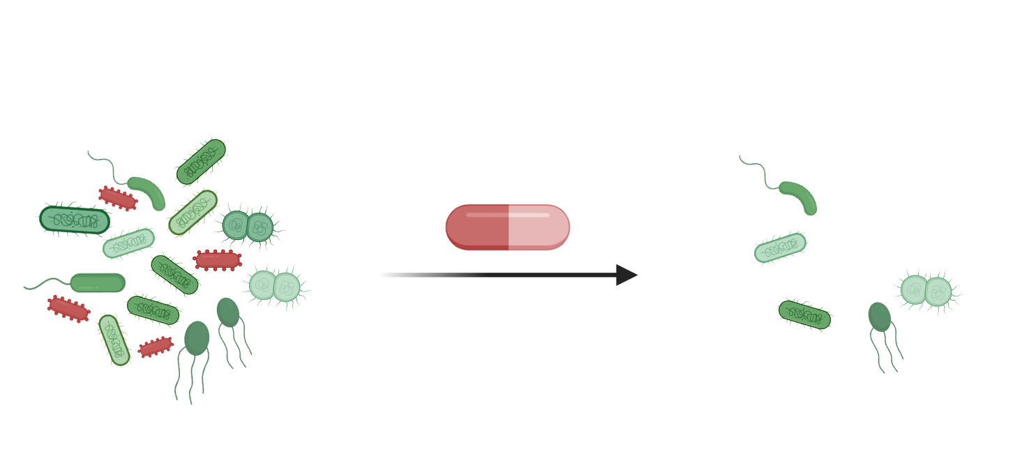 De nevenschade van antibiotica.