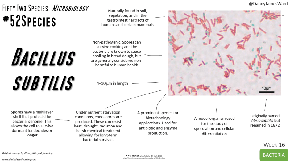 Death of Bacillus subtilis gives rise to new cellular structures