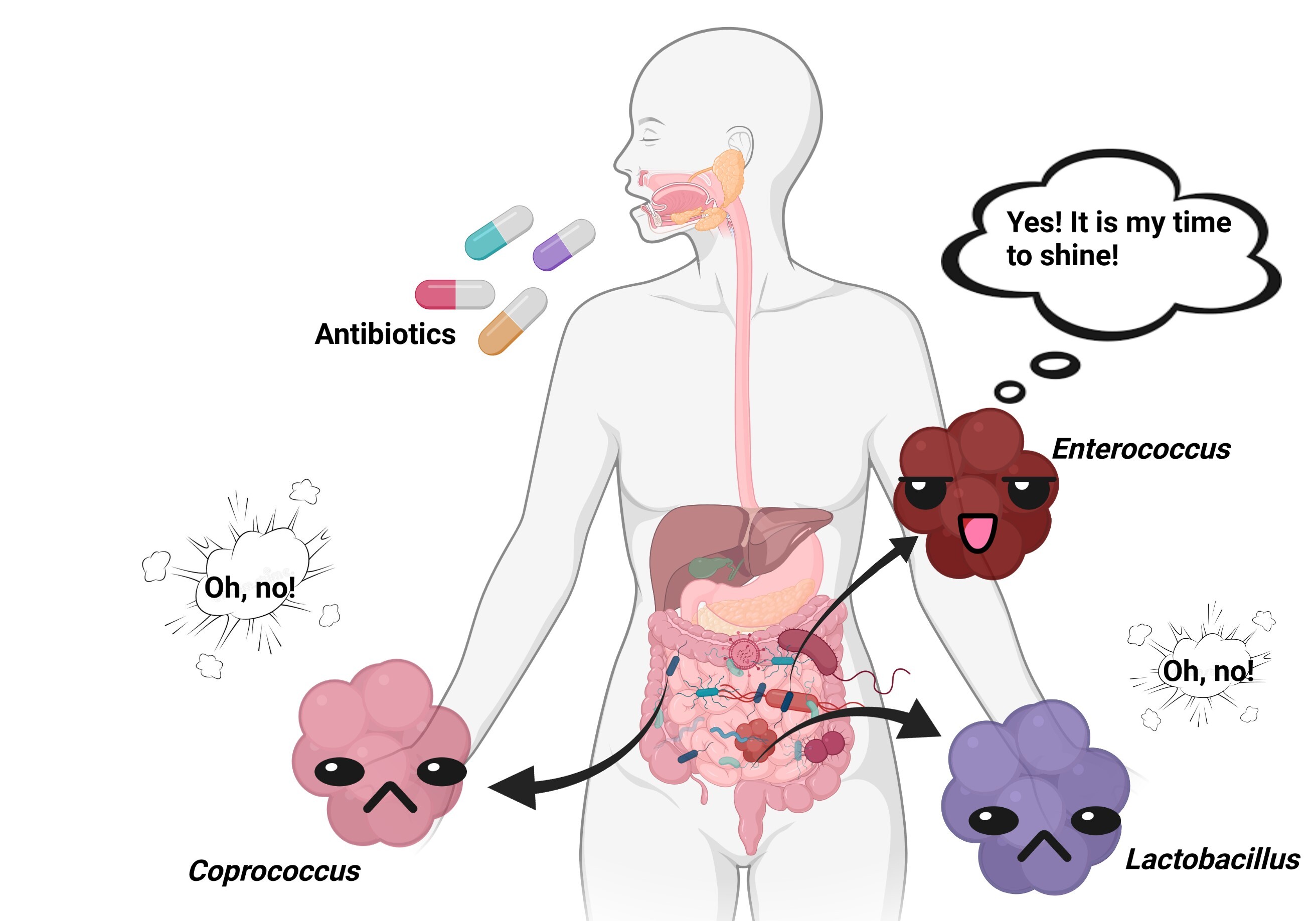 Four antibiotics and the intestinal microbiota