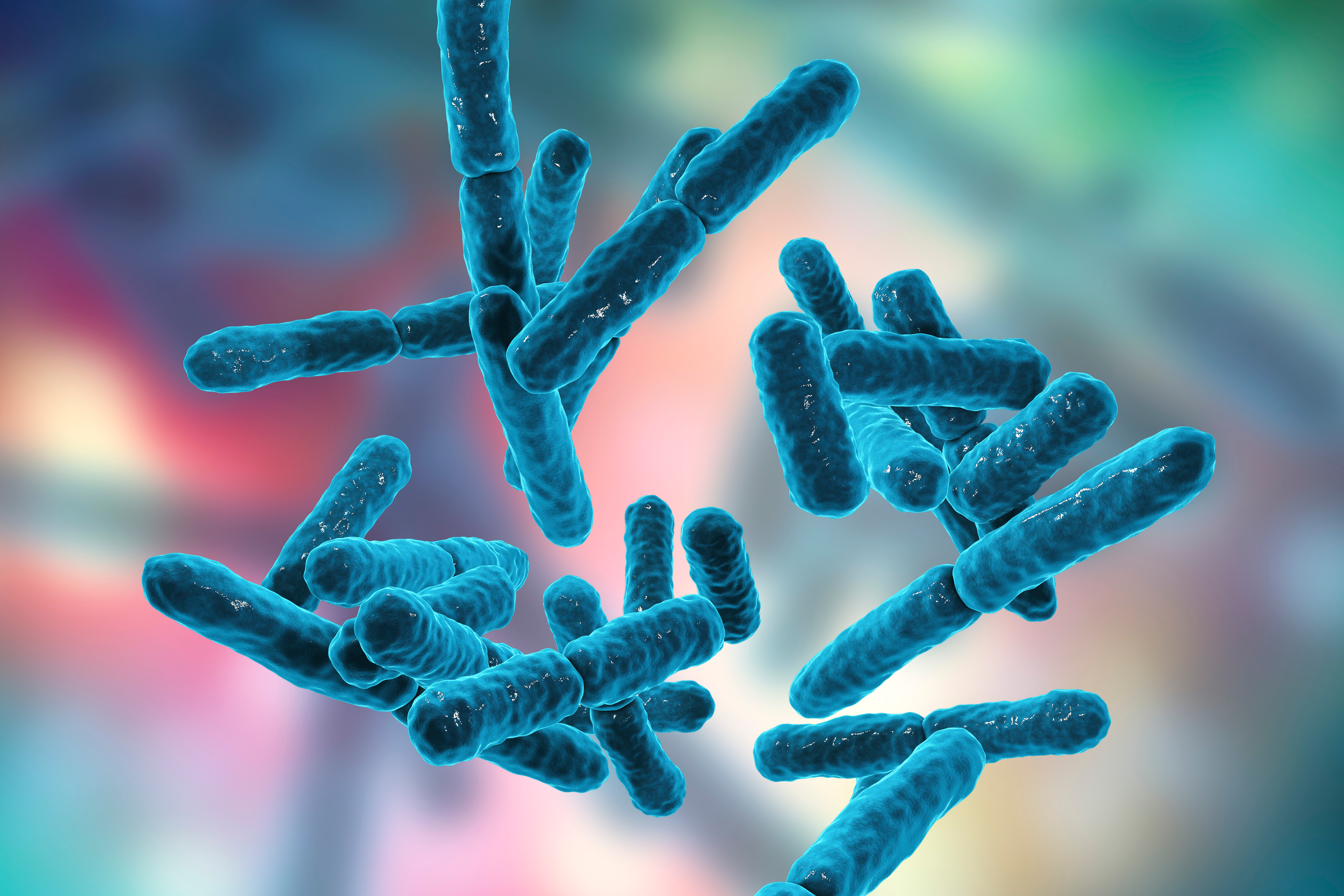 Multicellular bacteria