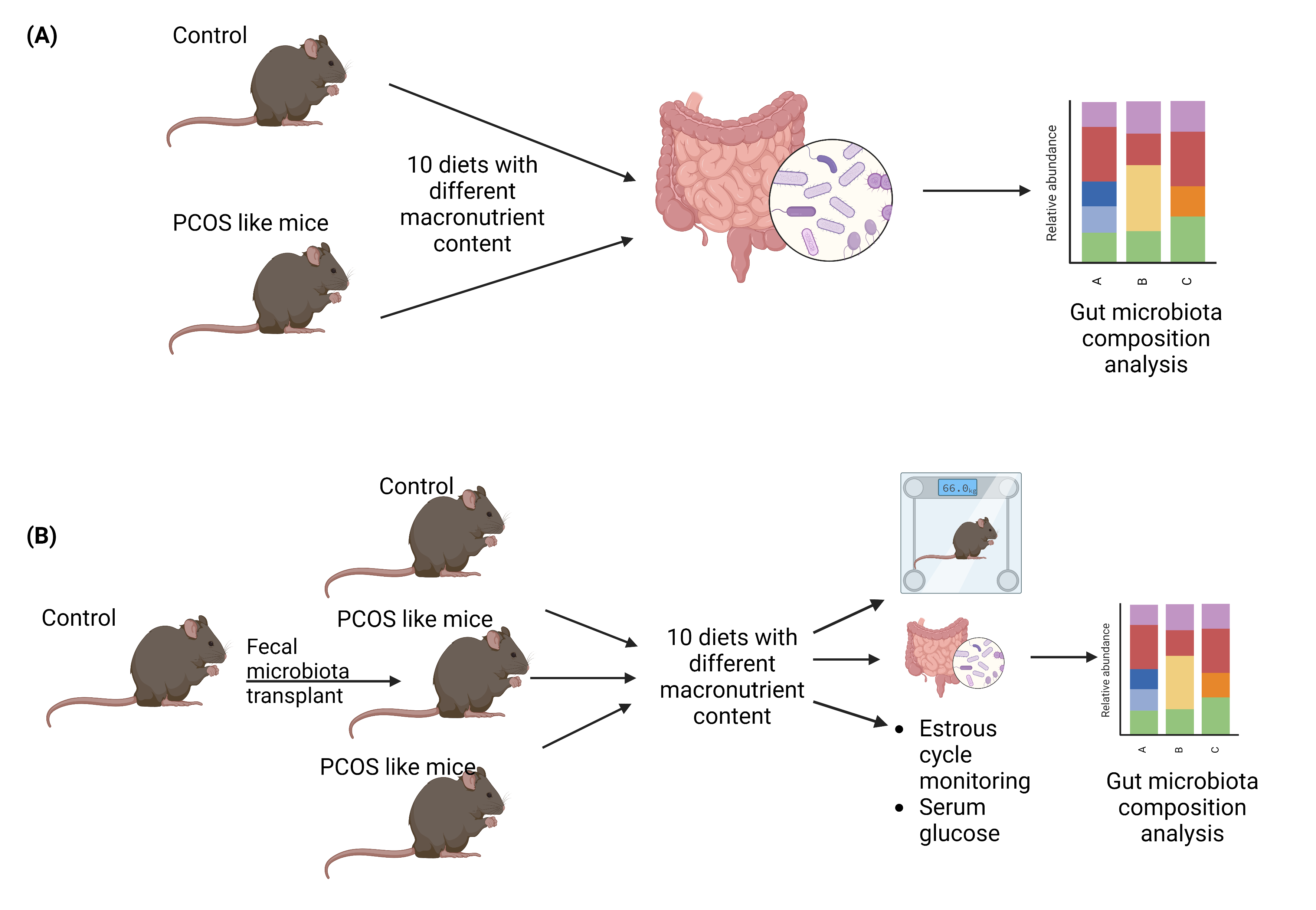 PCOS and gut microbiota on the body’s social media map