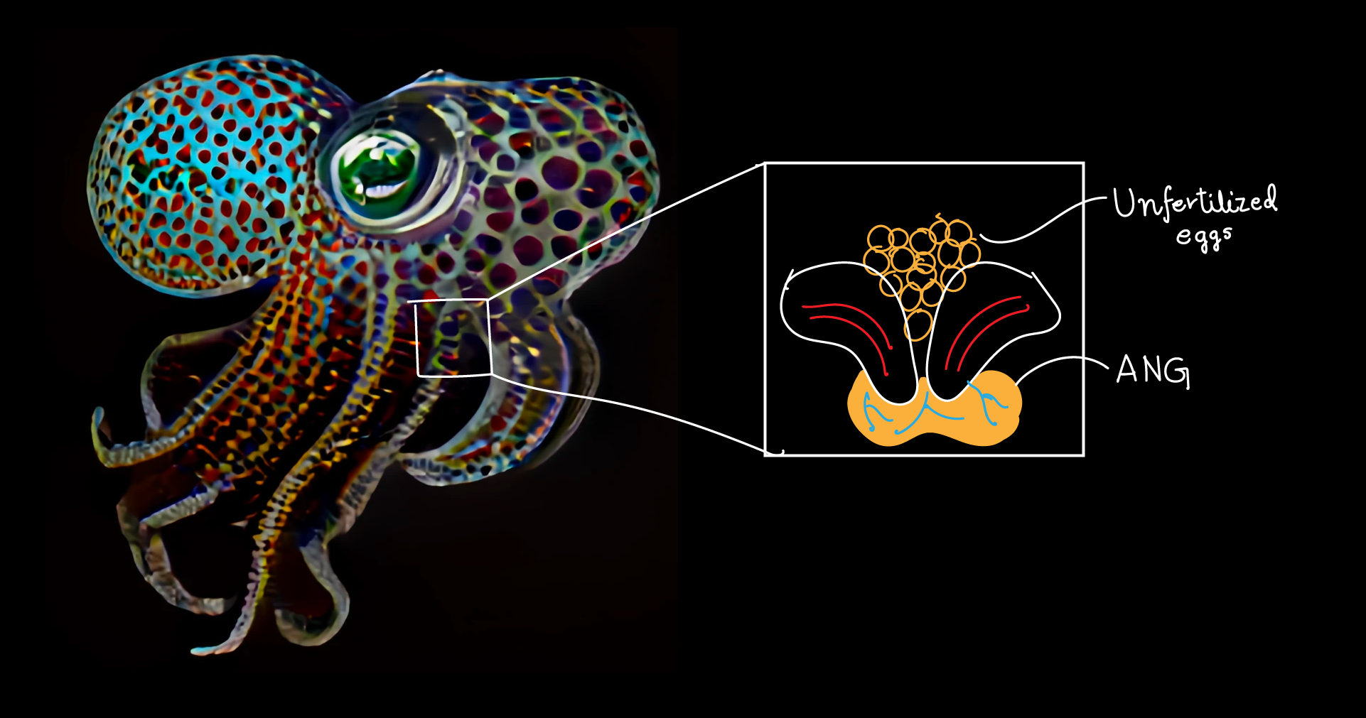 Organ Lost: How microbes determine a squid’s fate