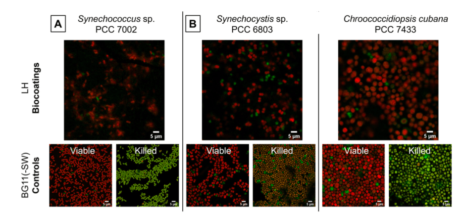 Photosynthetic “Living Paint” Breathes Life into Green Future