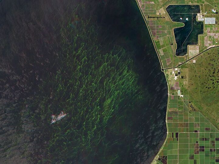 Slime after slime: “Algae” plagues a Florida lake
