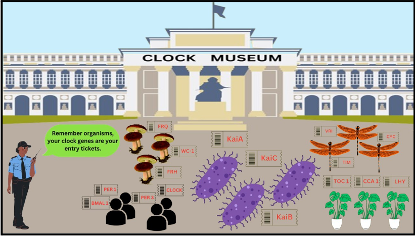 Seasonal bacterial circadian clock