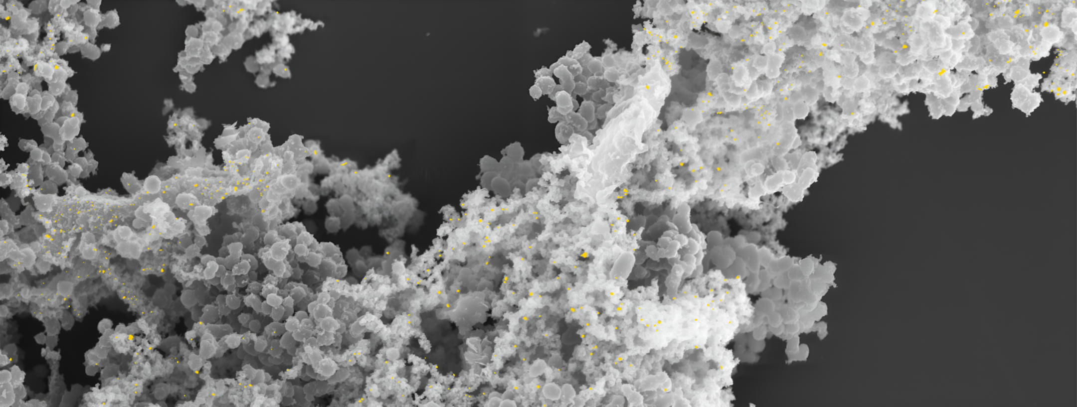 Bacteria That Turn Toxins to Gold in Rice Fields