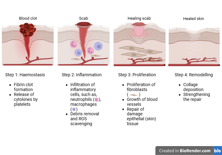 The healing bacterium