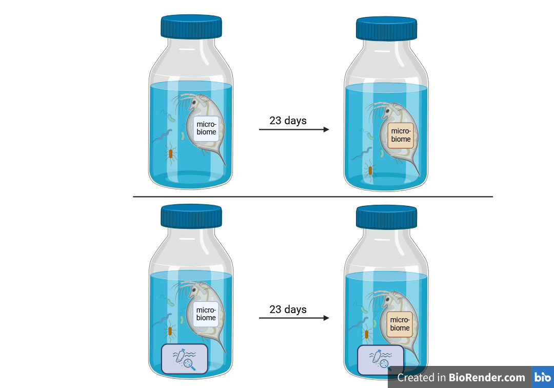 The impact of microplastics on the plankton microbiome