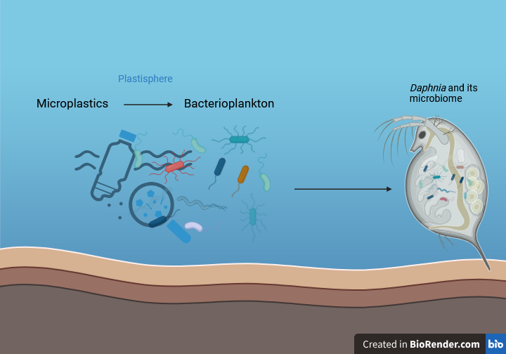 The impact of microplastics on the plankton microbiome