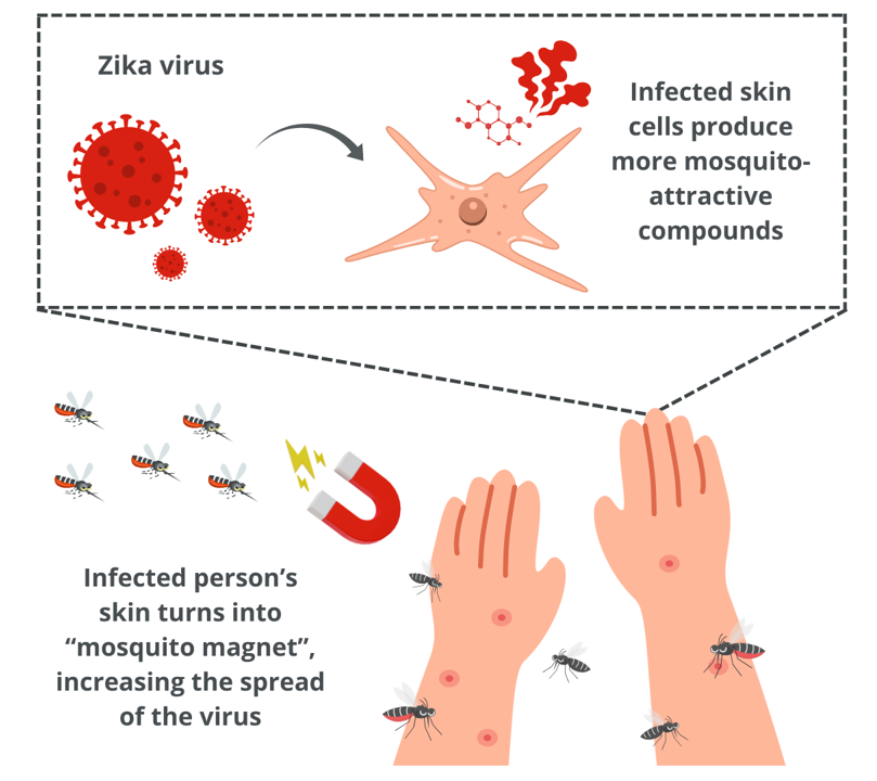 How the Zika virus turns human skin into a mosquito magnet