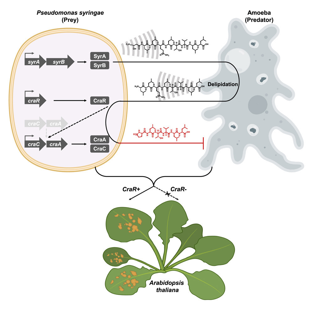 Microbial molecular warfare: When prey becomes predator
