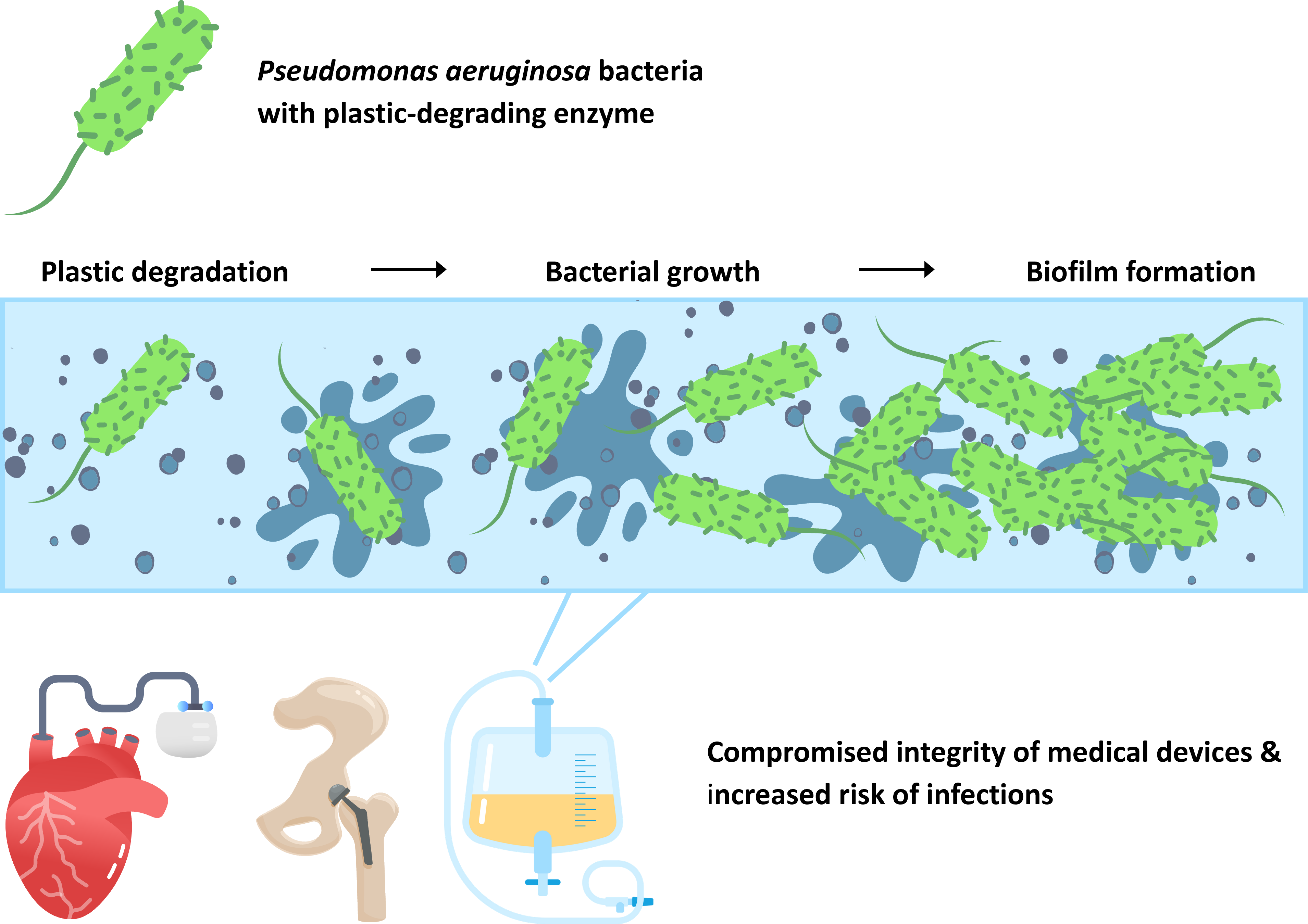 The dark side of plastic-degrading bacteria in healthcare