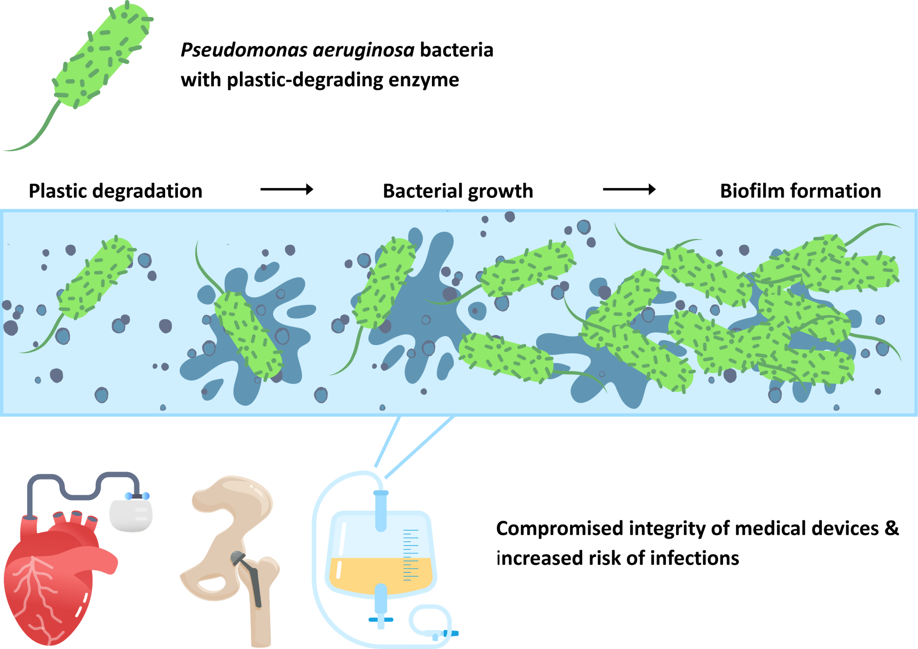 Multicellular bacteria
