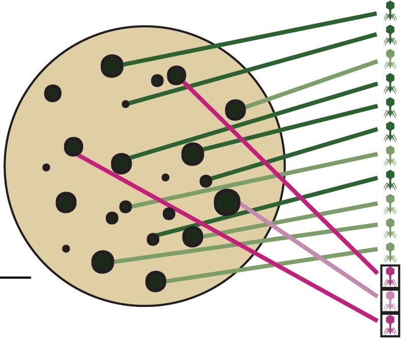 Phage discovery gets its groove back with Phage DisCo