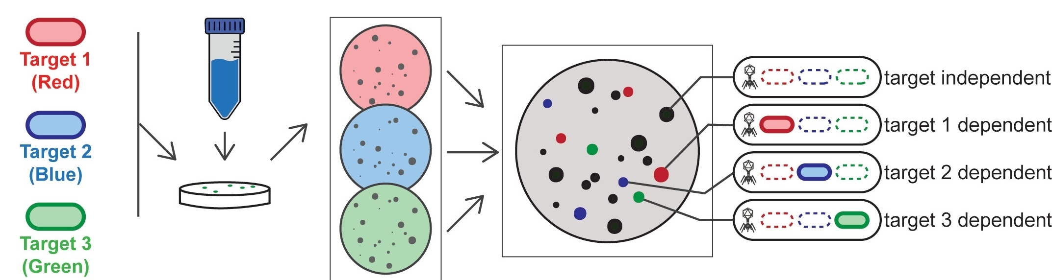Phage discovery gets its groove back with Phage DisCo